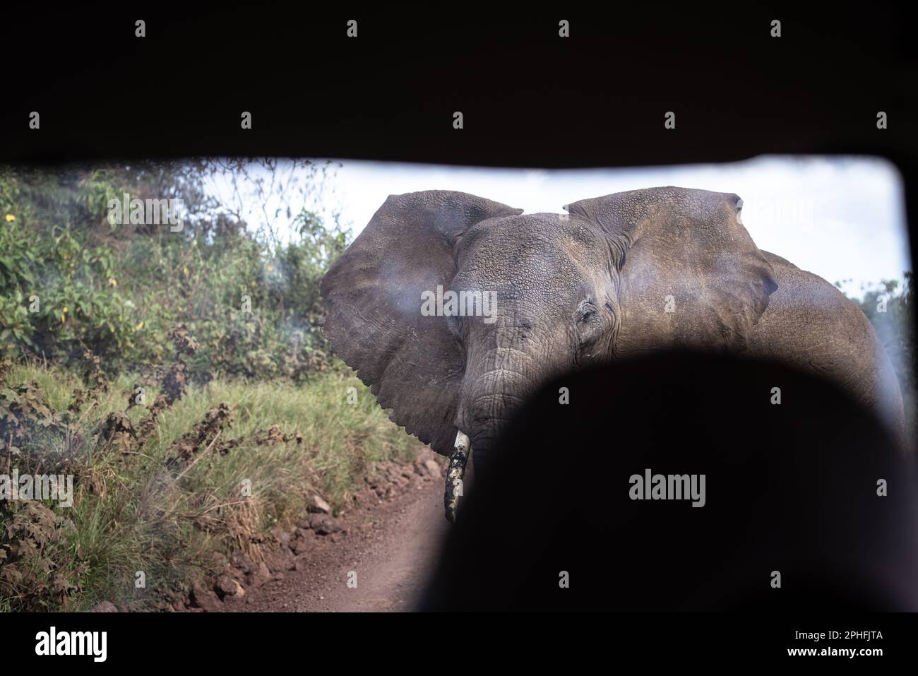 Wild big grey african elephant bull in front of a car in the savannah ...