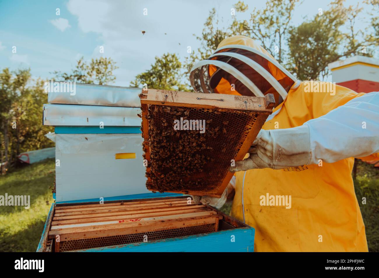 Beekeeper checking honey on the beehive frame in the field. Small ...