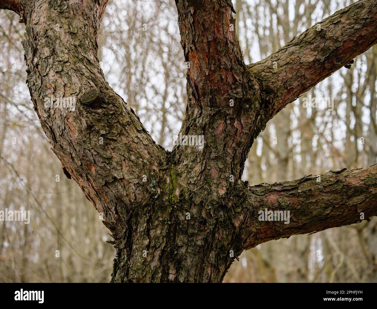 The part of branching bent trunk of a pine tree, the brown bark of the ...