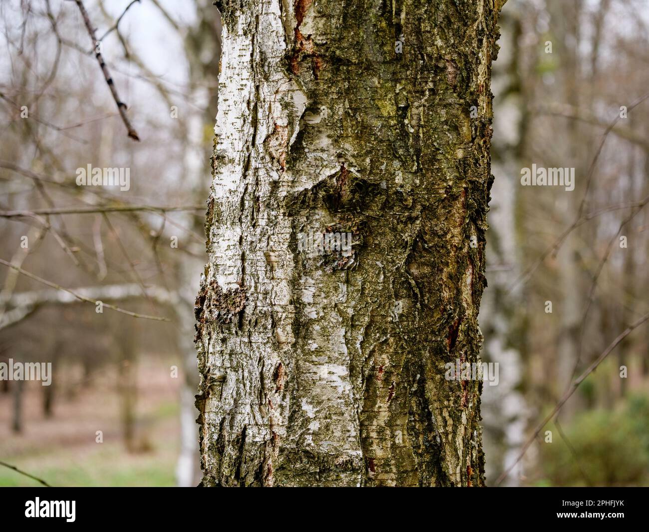Part of the trunk of a birch close up, tree bark Stock Photo - Alamy
