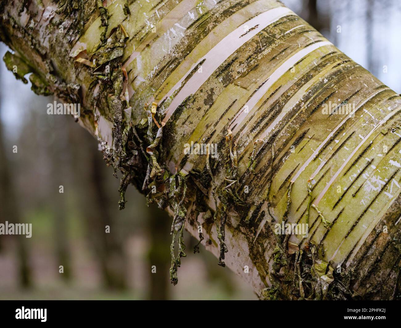 Peeling of the cortex of the tree hi-res stock photography and images ...