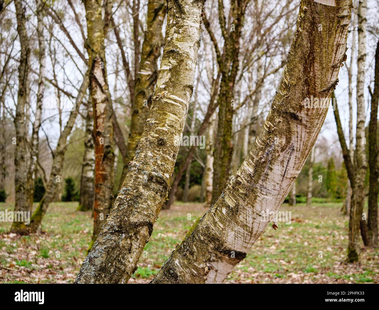 Bending tree trunks hi-res stock photography and images - Alamy