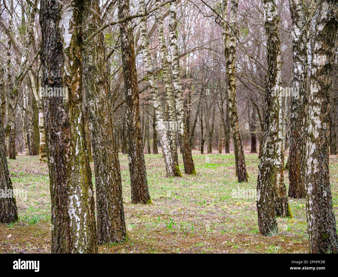 Scattered tree hi-res stock photography and images - Alamy