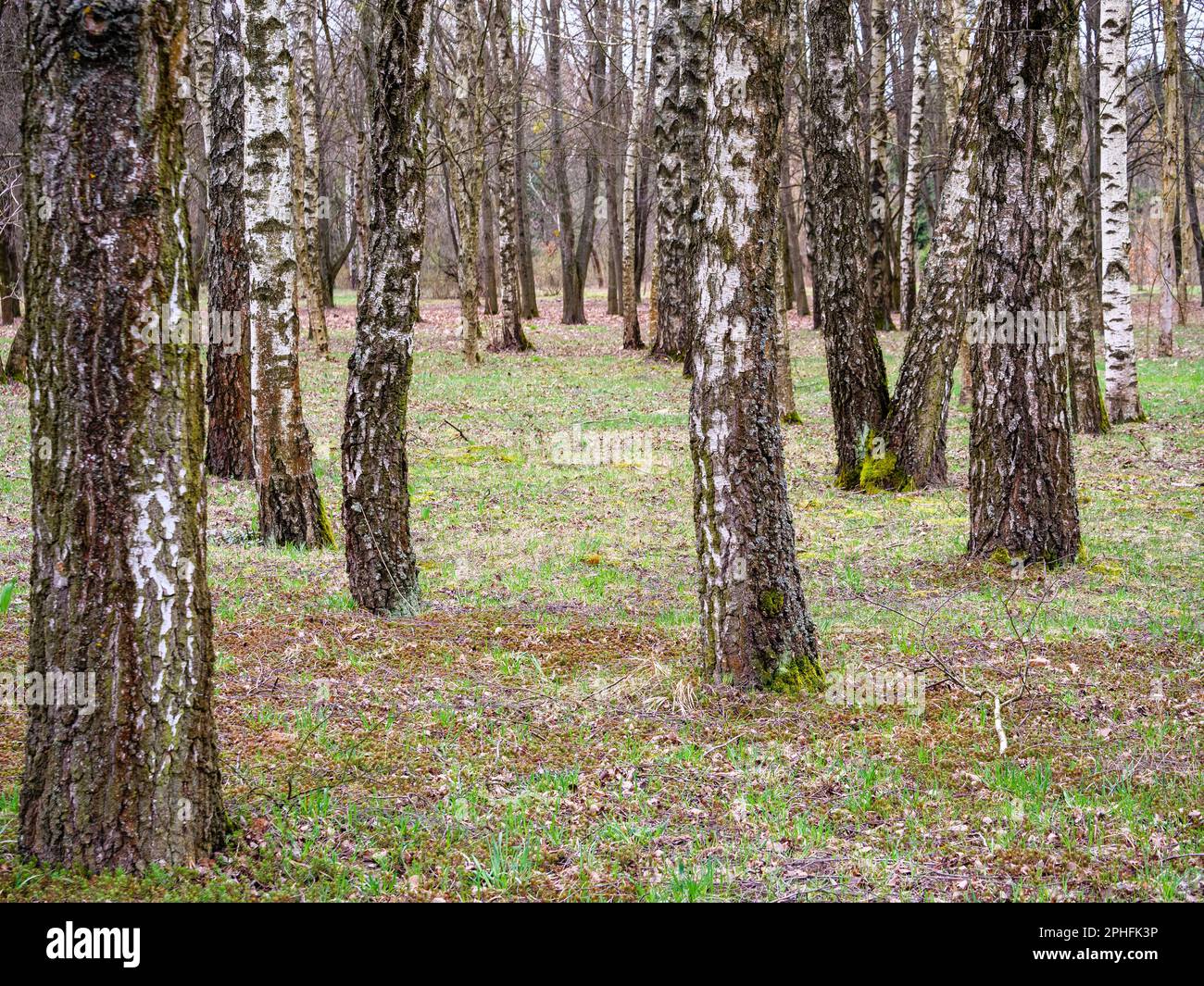 Vertical tree trunks, birch grove, fallen yellow leaves Stock Photo - Alamy