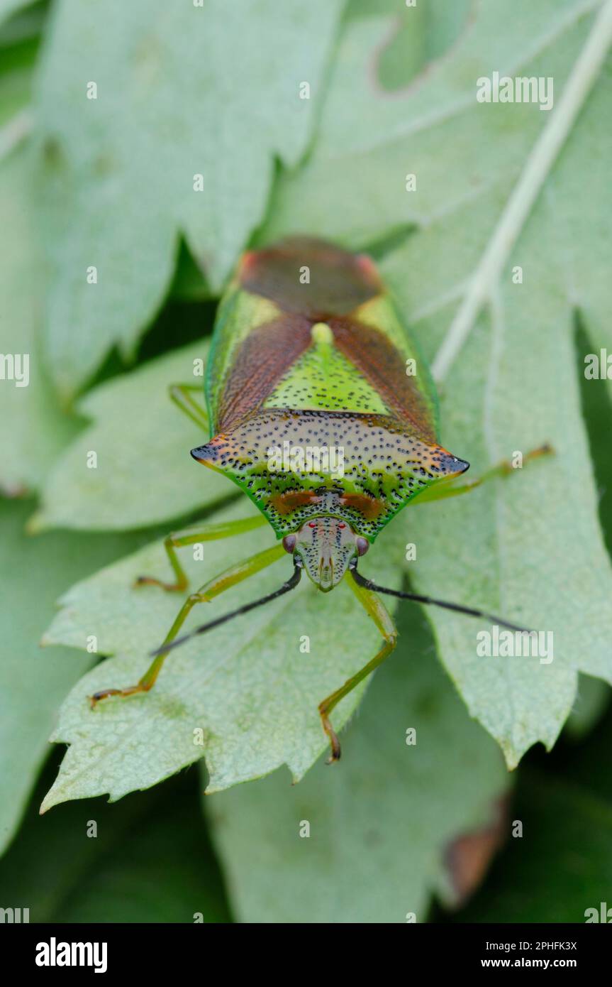 Shield beetles hi-res stock photography and images - Alamy