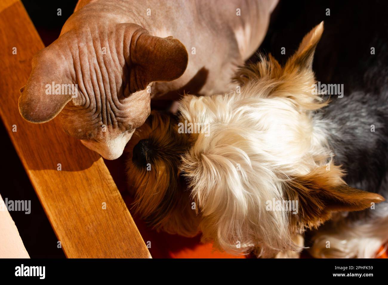 Sphinx cat and little dog kissing hugging. A bald Canadian Sphynx cat ...