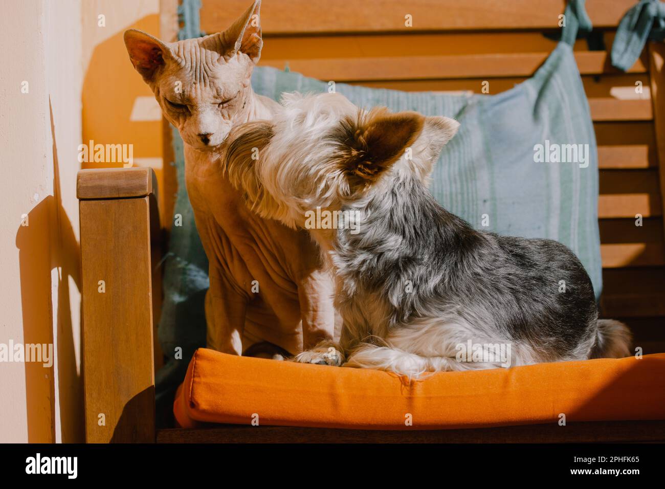 Hairless dog sleeping hi-res stock photography and images - Alamy