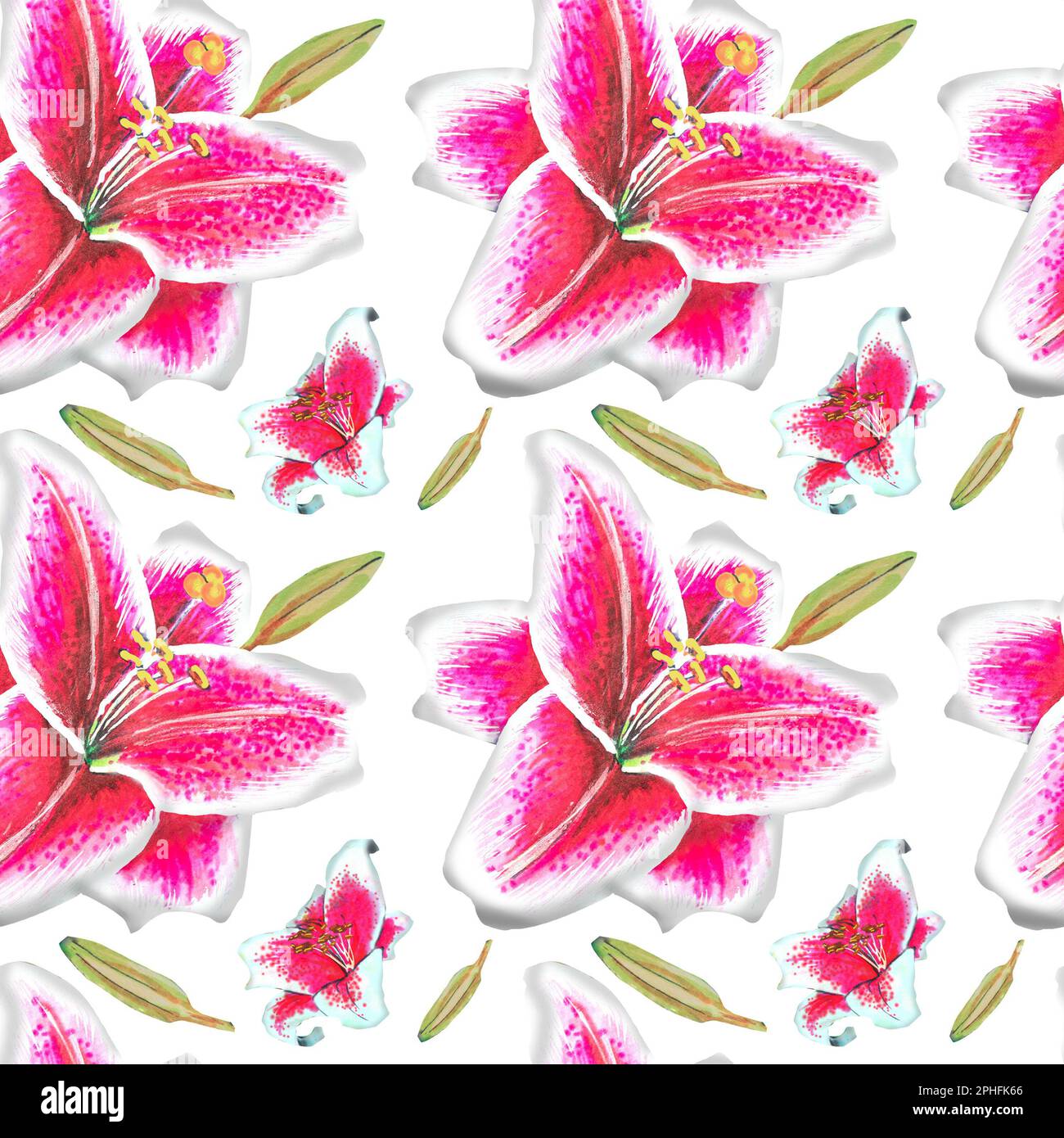 pink lily illustration,hand drawing.The drawing is made with alcohol ...