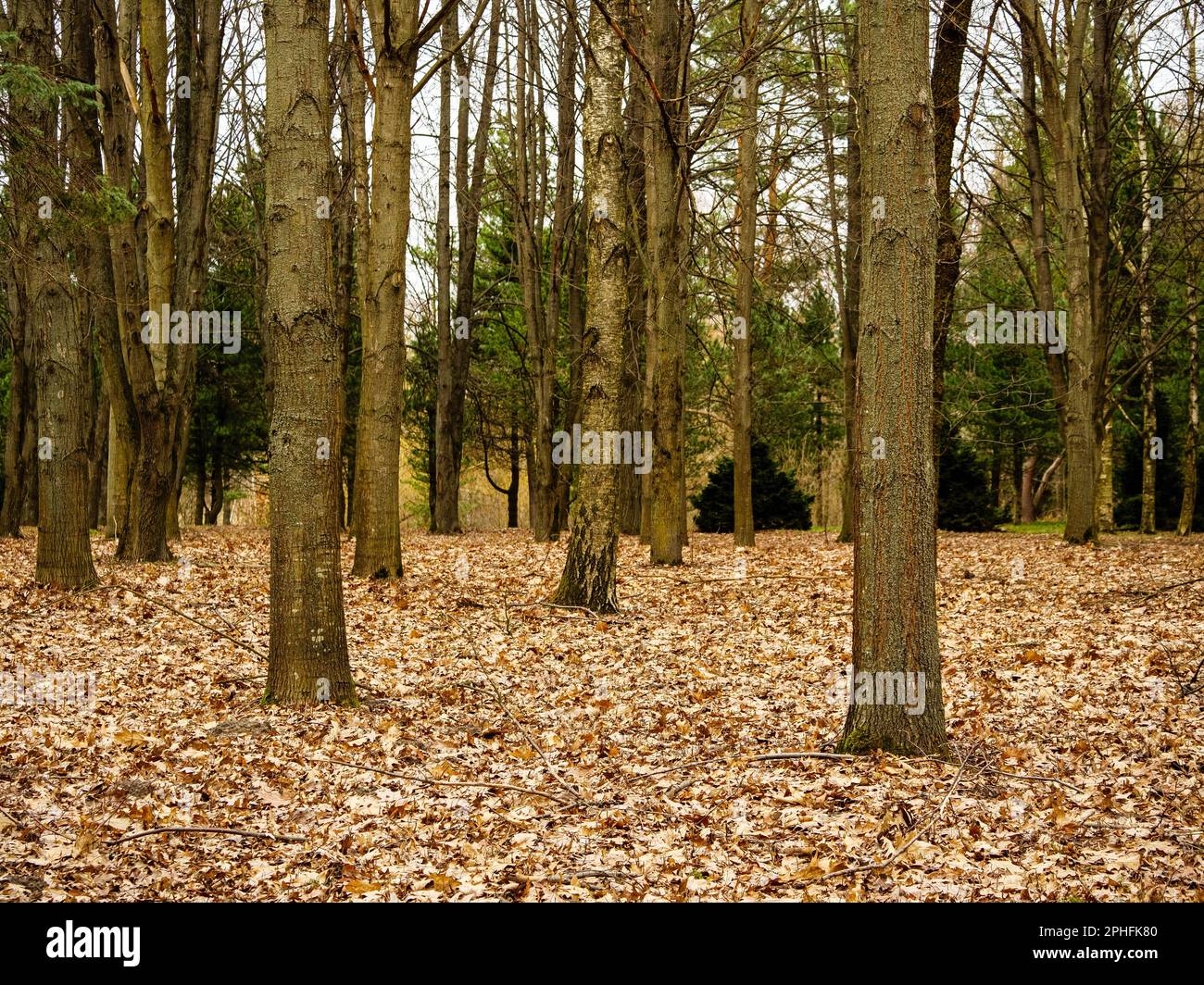 Scattered tree hi-res stock photography and images - Alamy