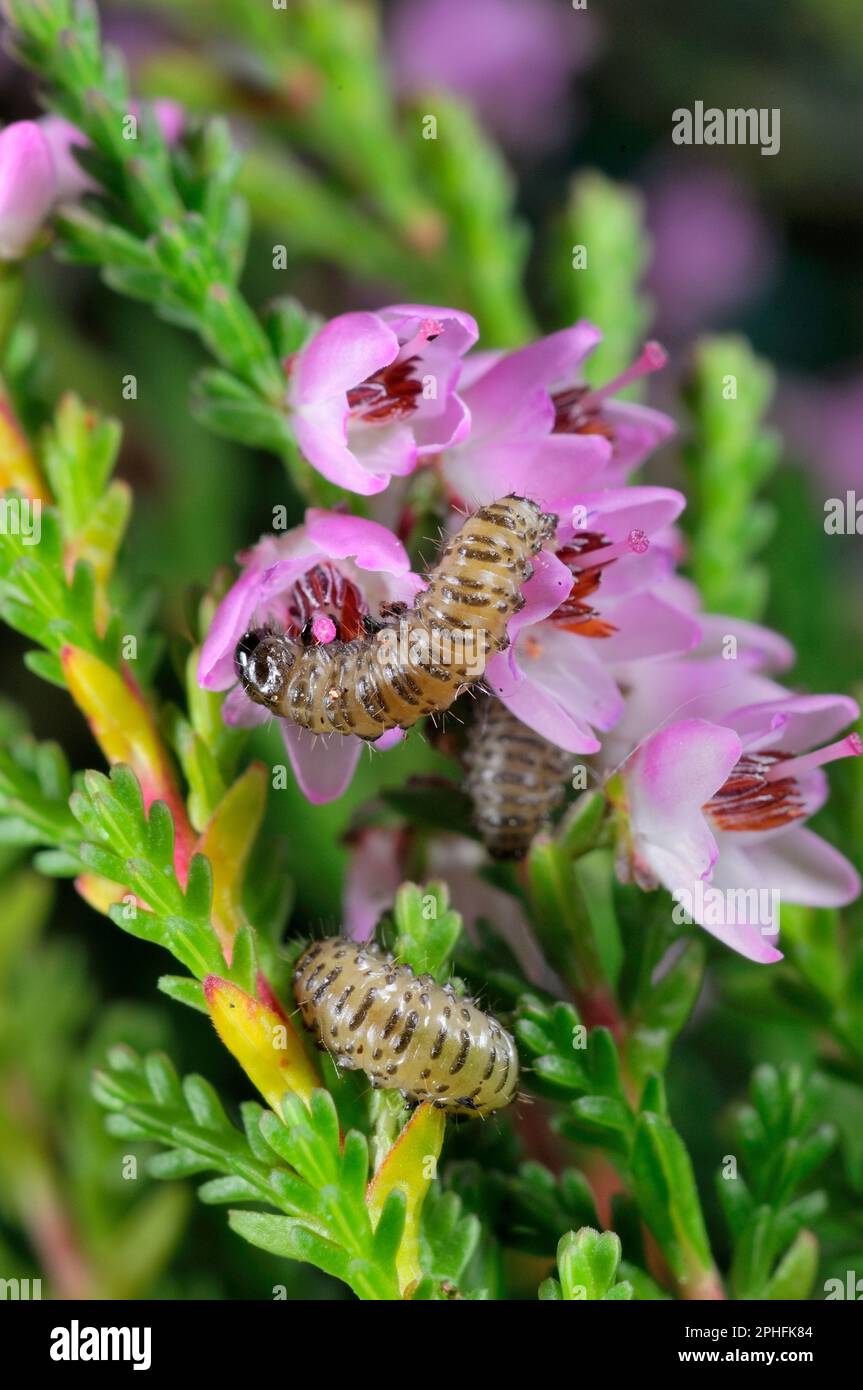 Callumna vulgaris hi-res stock photography and images - Alamy