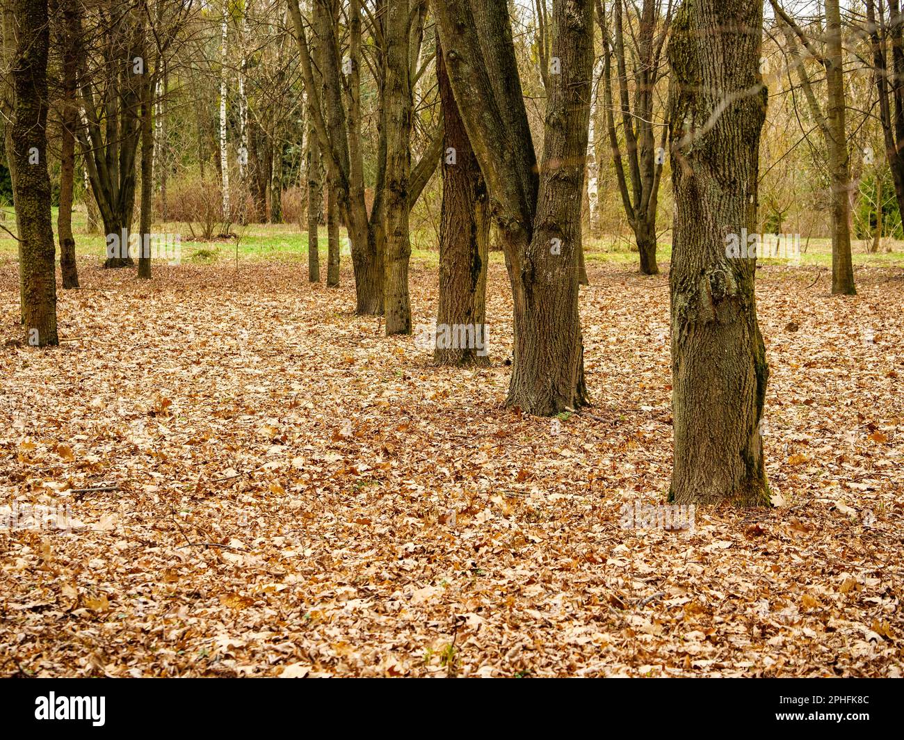 A row of trees in the park, tree trunks, yellow fallen leaves on the ...