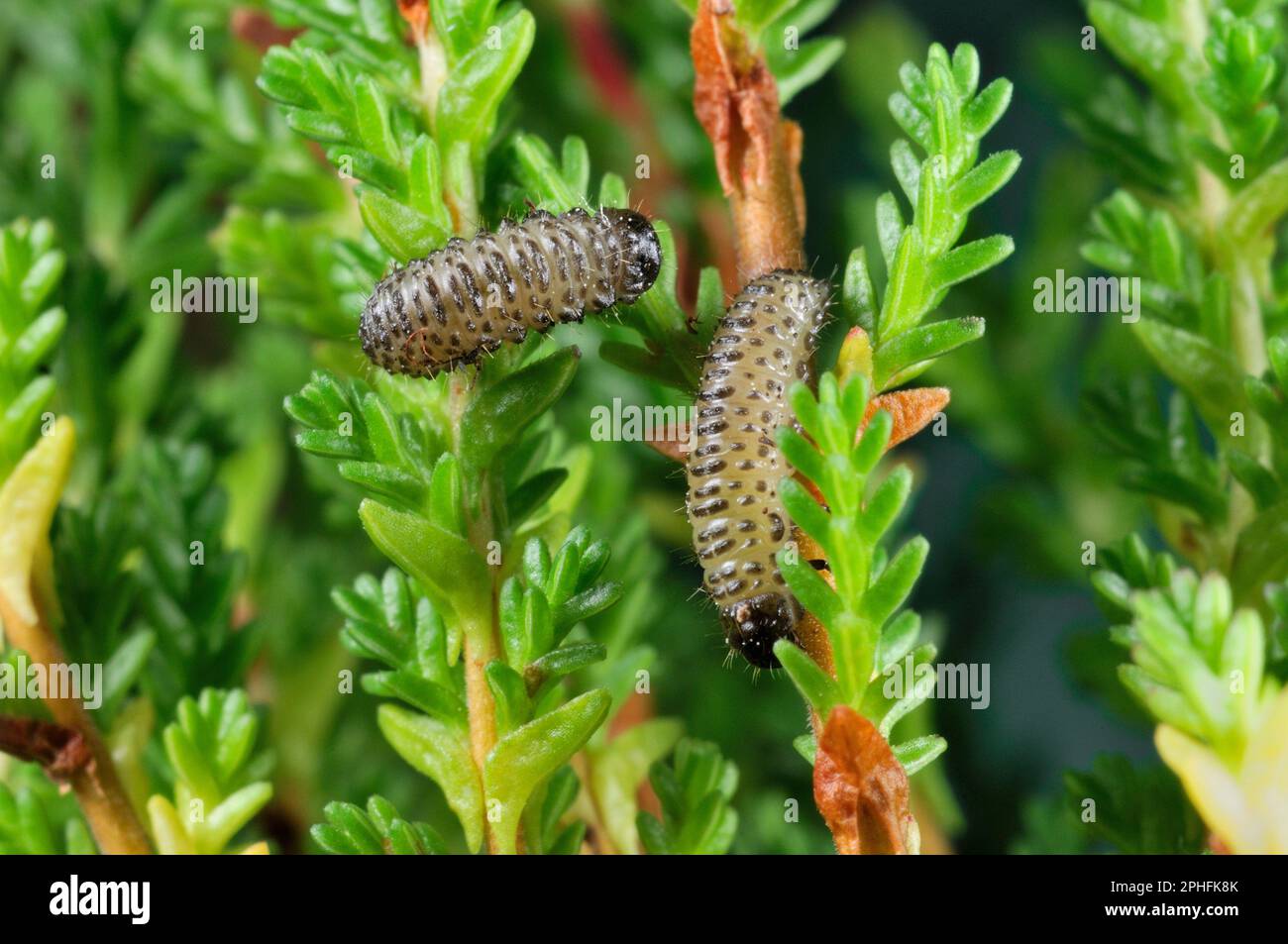 Heather Beetle (Lochmaea suturalis) beetle larva feeding on ling ...