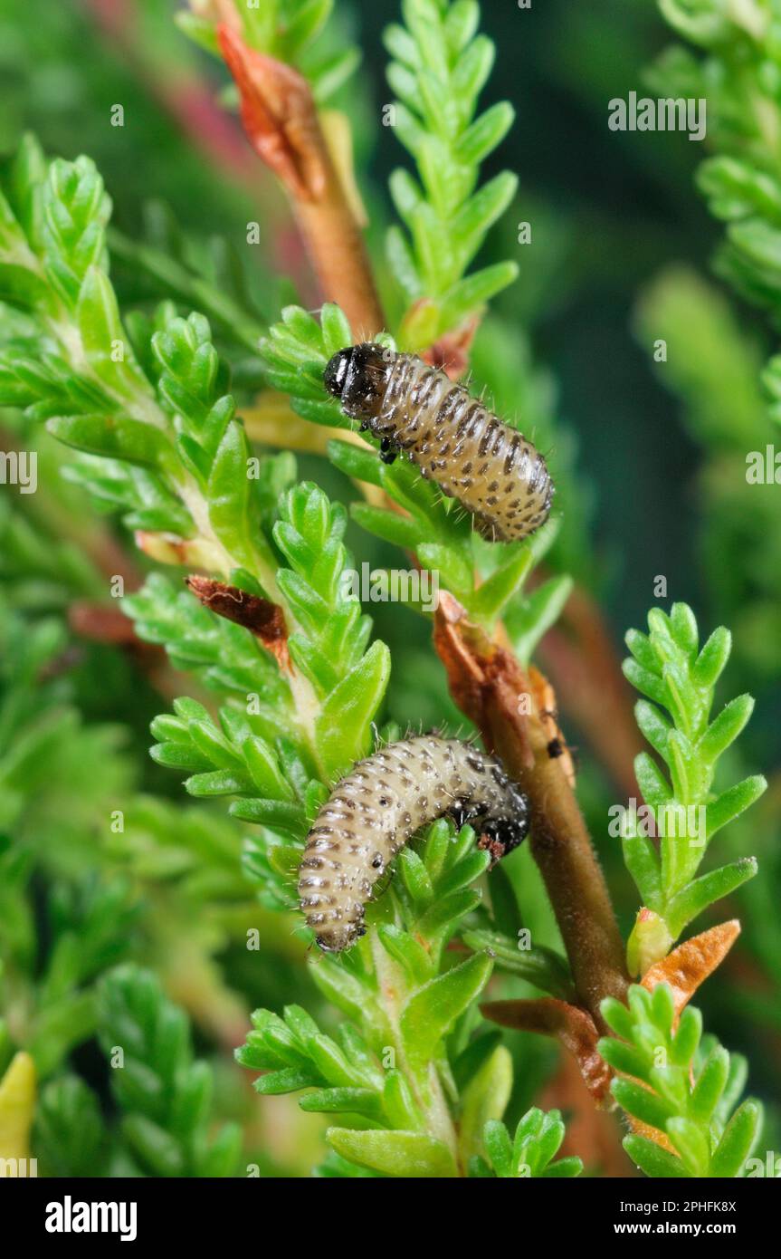 Heather Beetle (Lochmaea suturalis) beetle larvae feeding on ling ...