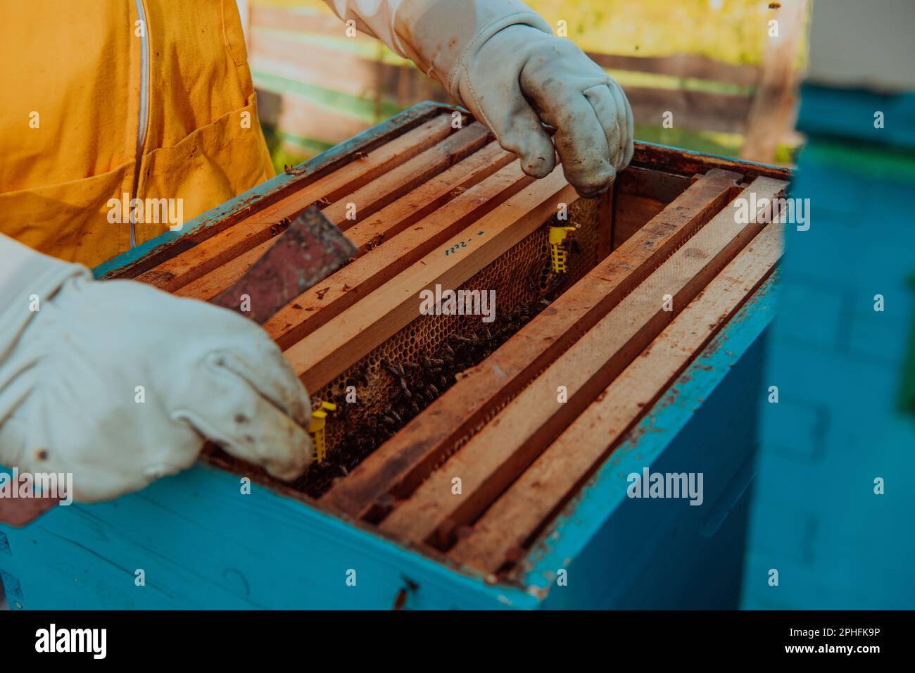 The beekeeper checks the queens for the honeycomb. Beekeepers check ...