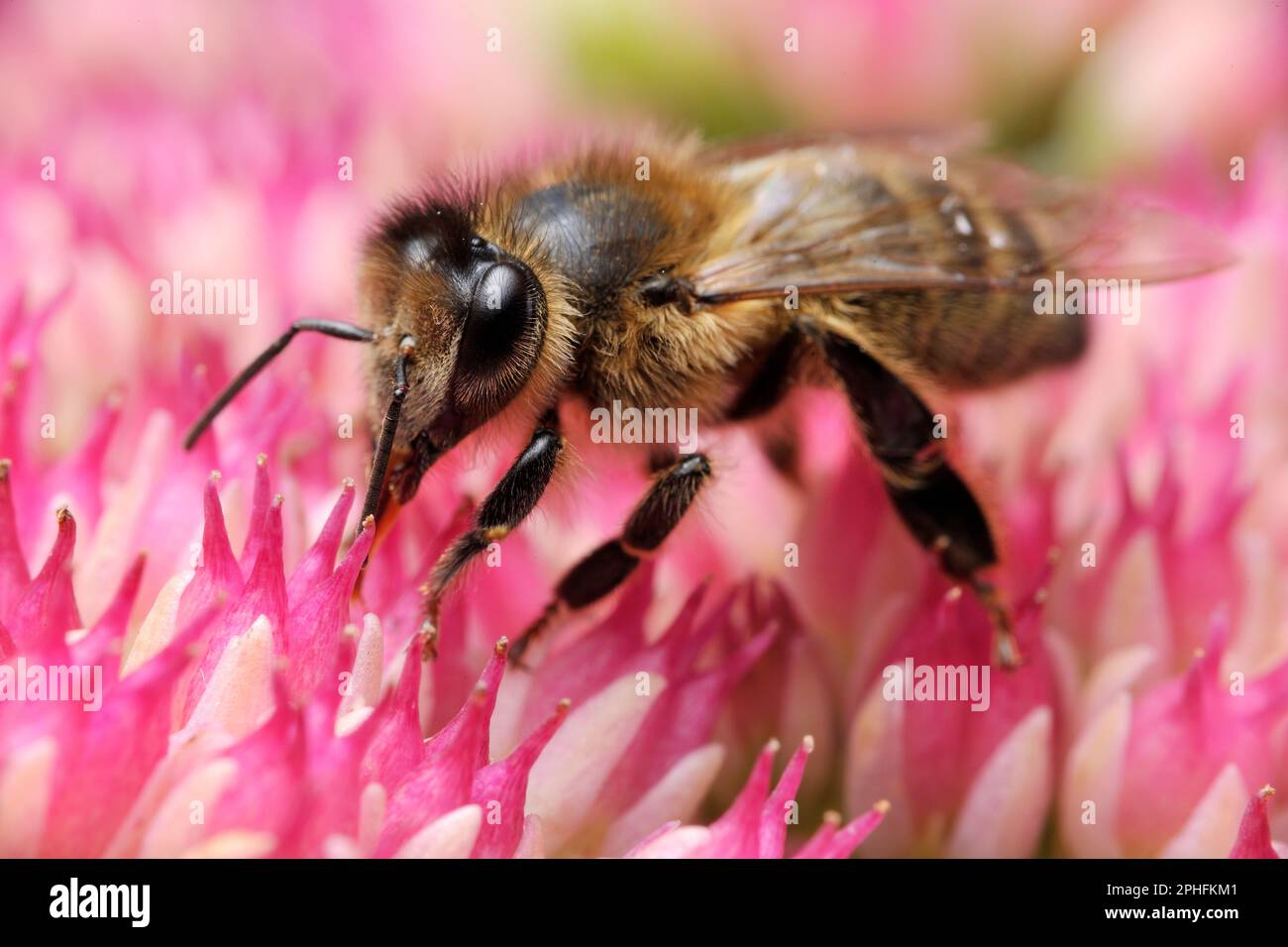 Honeybee (Apis mellifera) feeding on nectar of cultivated Sedum ...