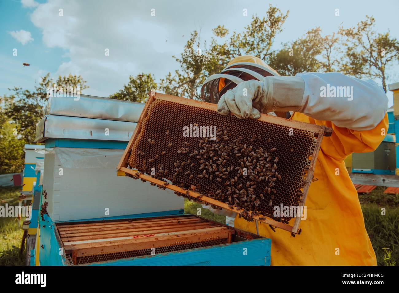 Beekeeper checking honey on the beehive frame in the field. Small ...