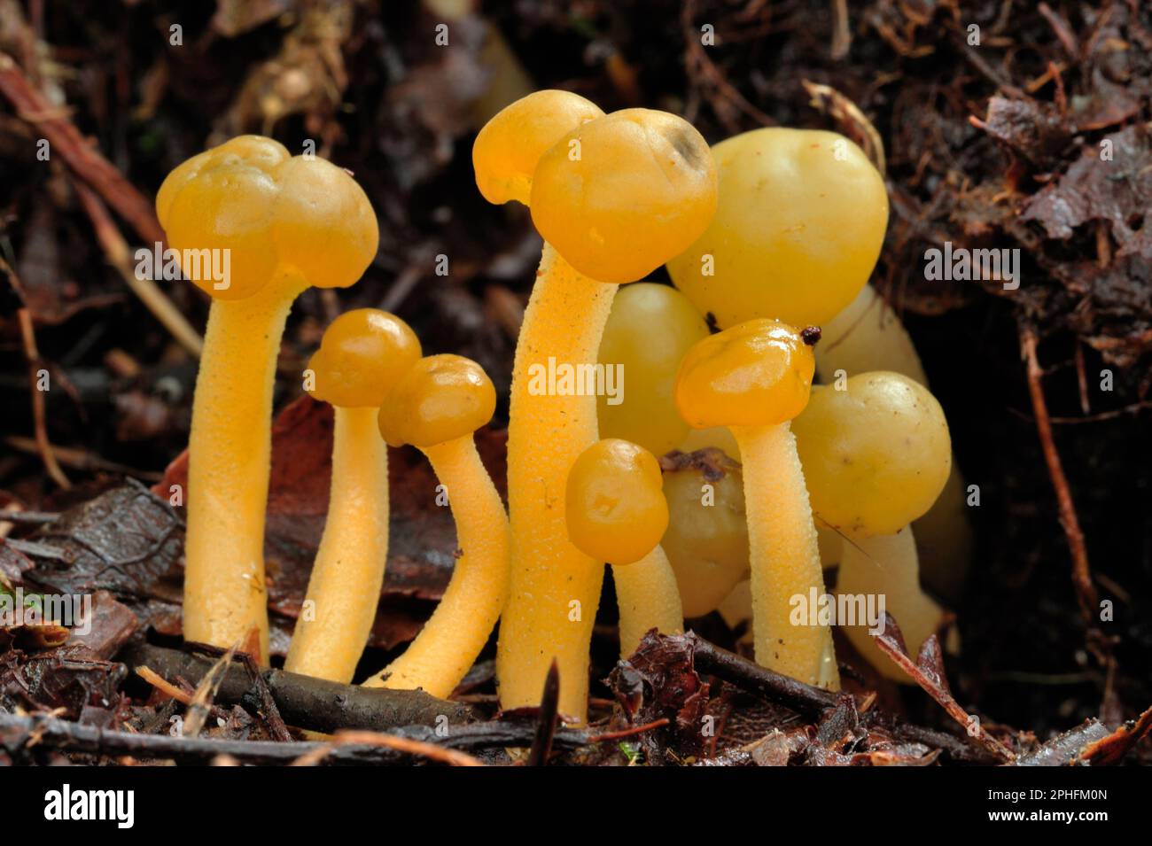 Jelly Baby Fungi (Leotia lubrica) growing on woodland floor of conifer ...
