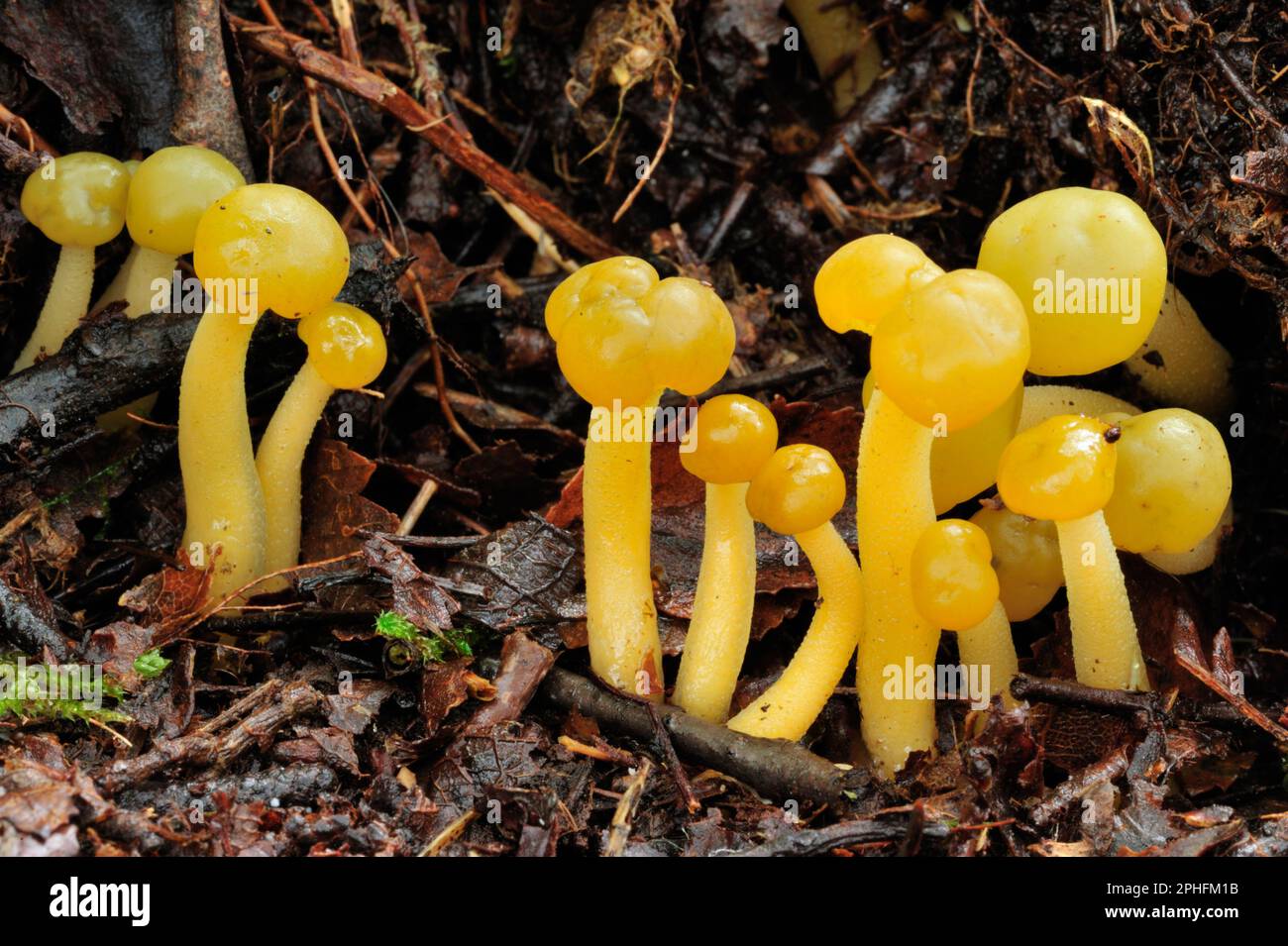 Jelly baby fungi hi-res stock photography and images - Alamy