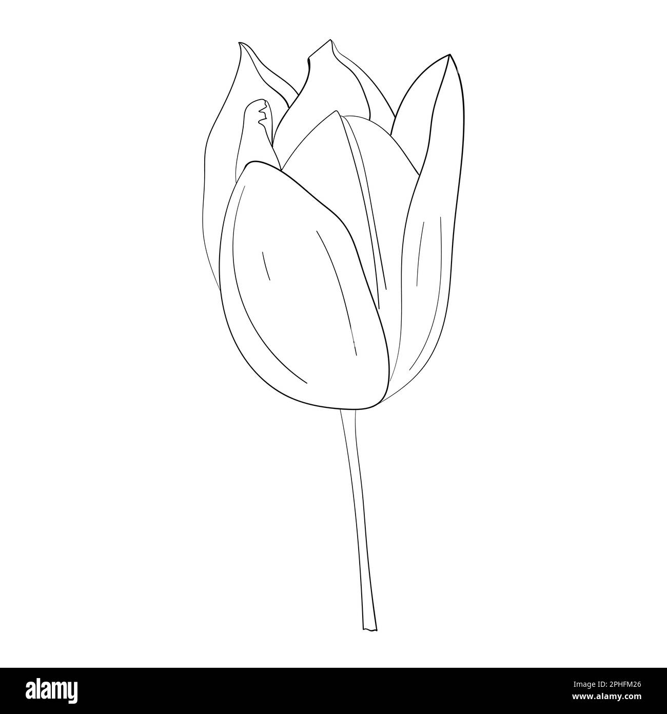 Vector illustration. Tulip flower. Line art drawing style. Minimalist ...