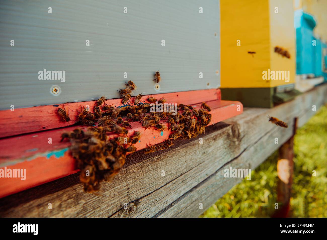 Close up photo of bees hovering around the hive carrying pollen Stock ...