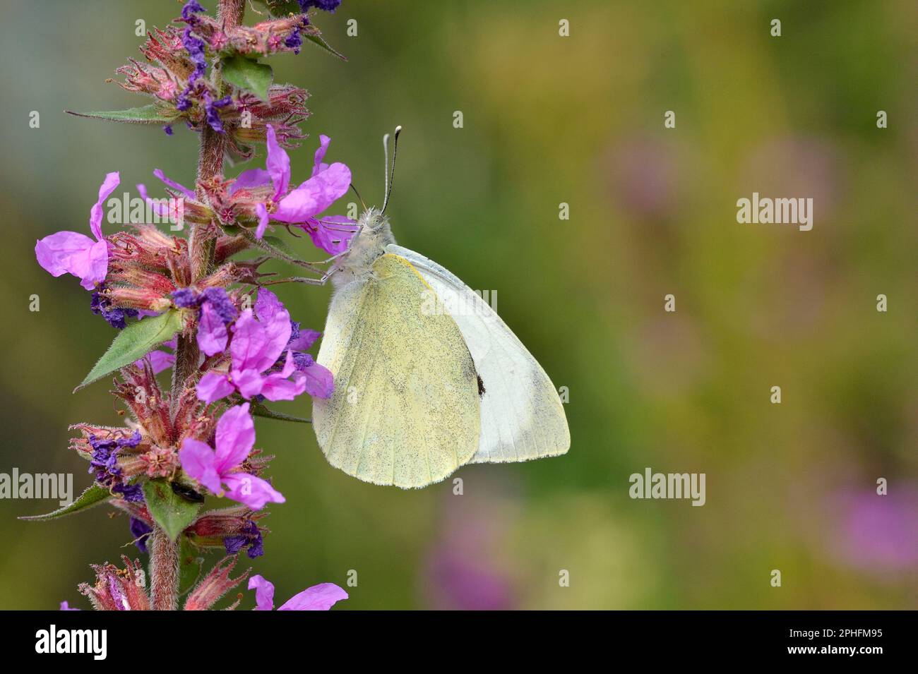 Large White Butterfly / Cabbage White Butterfly (Pieris brassicae ...