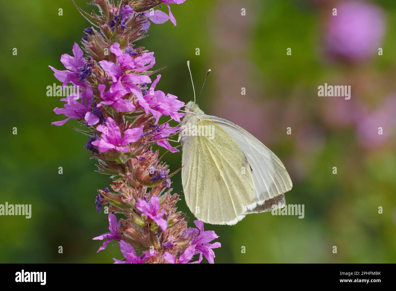 Large White Butterfly / Cabbage White Butterfly (Pieris brassicae ...