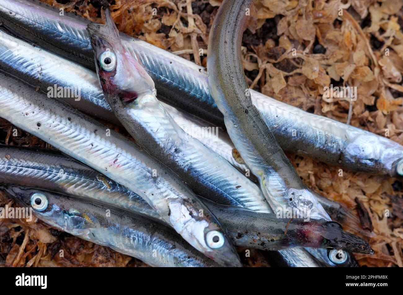 Lesser Sand-eels (Ammodytes tobianus) dropped by Puffin, Farne Islands ...