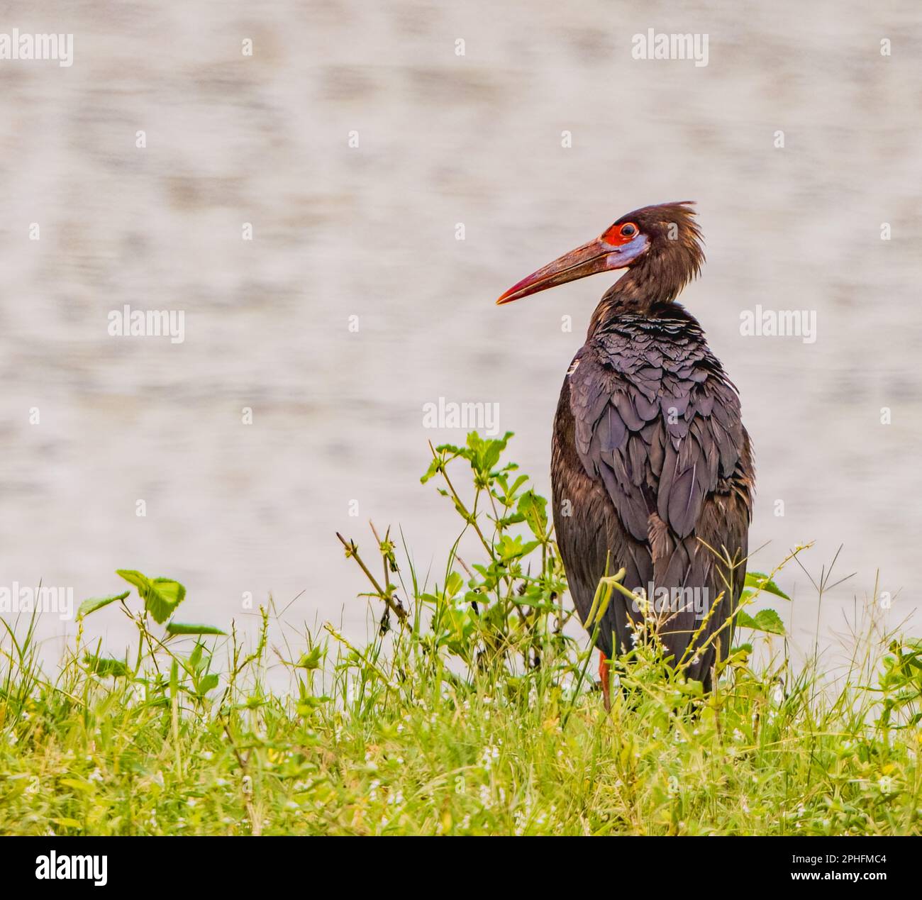 White bellied stork hi-res stock photography and images - Alamy
