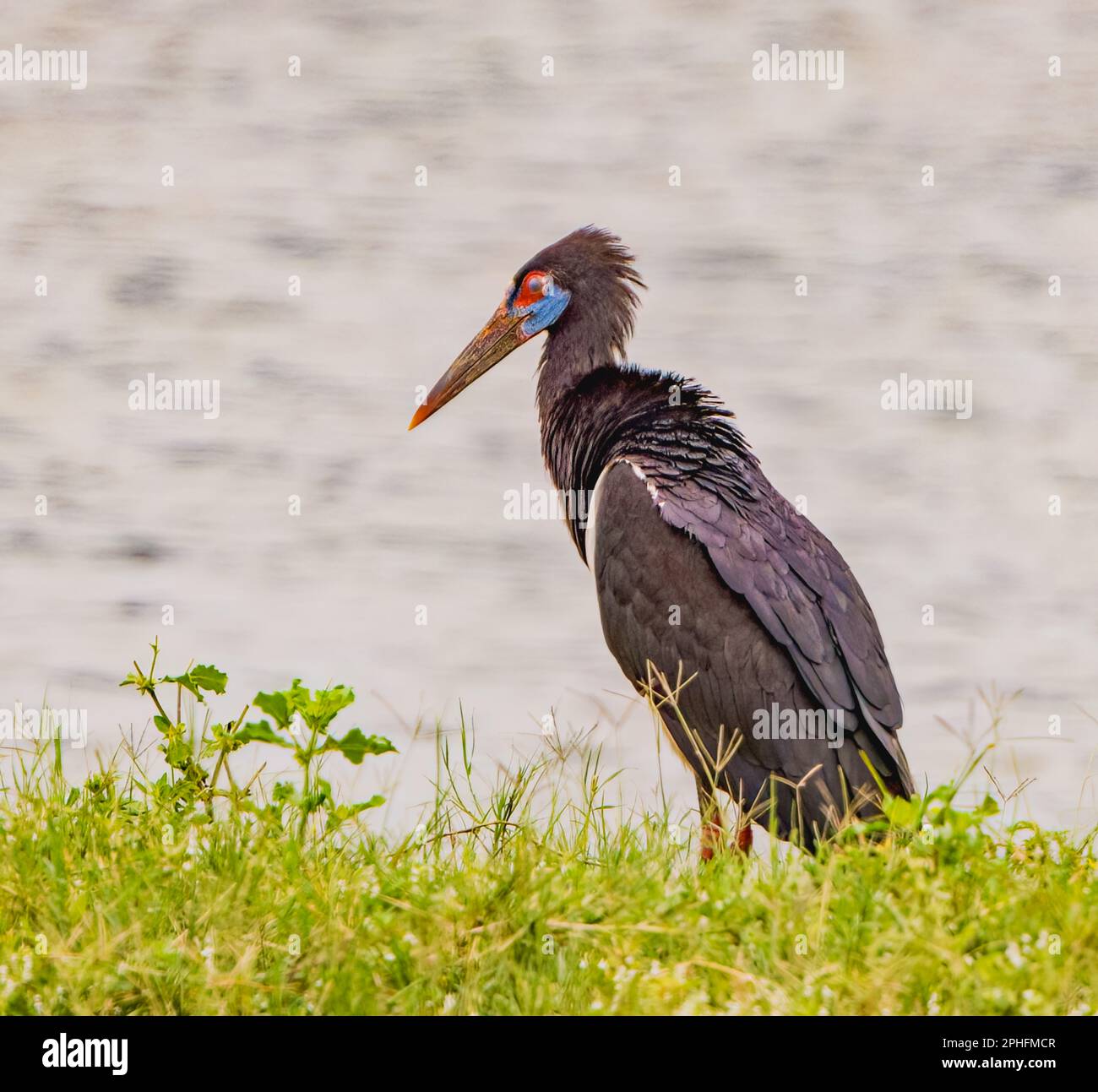 African stork hi-res stock photography and images - Alamy