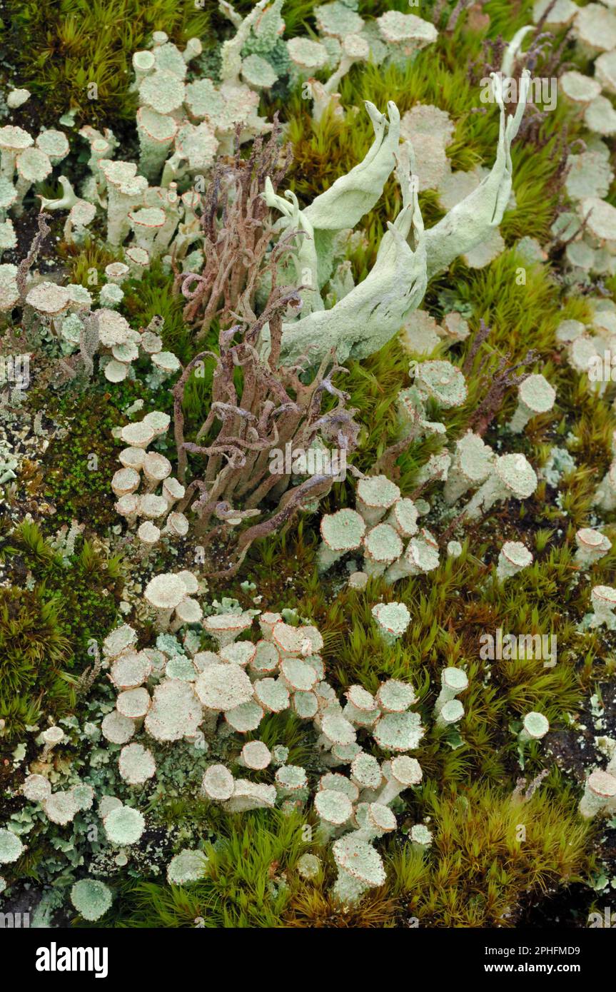 Community of Lichens and Mosses growing together on upland wet heath ...