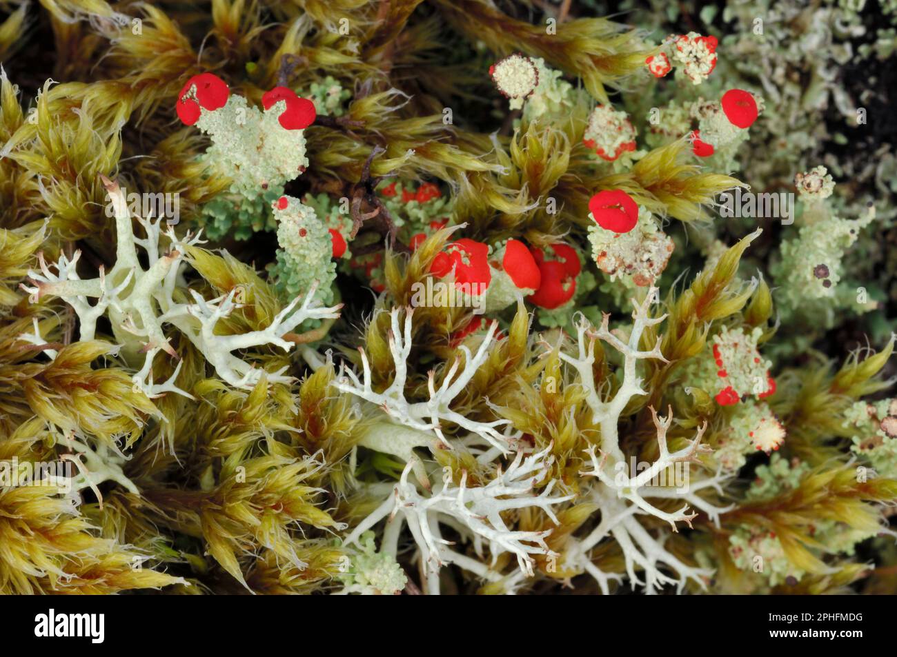 Community of Lichens and Mosses growing together on upland wet heath ...