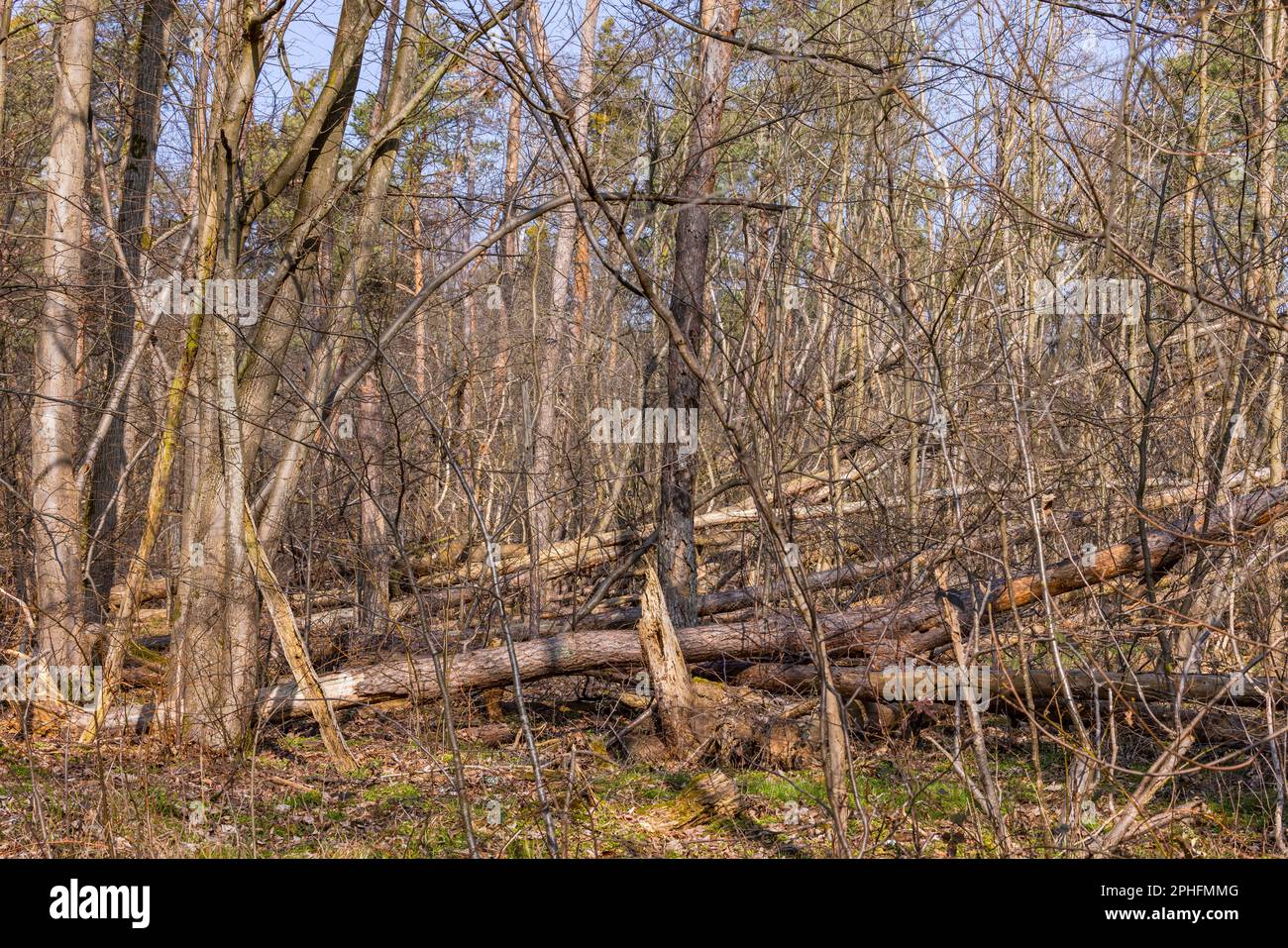 Fallen and uprooted trees in a forest damaged by drought and insect ...