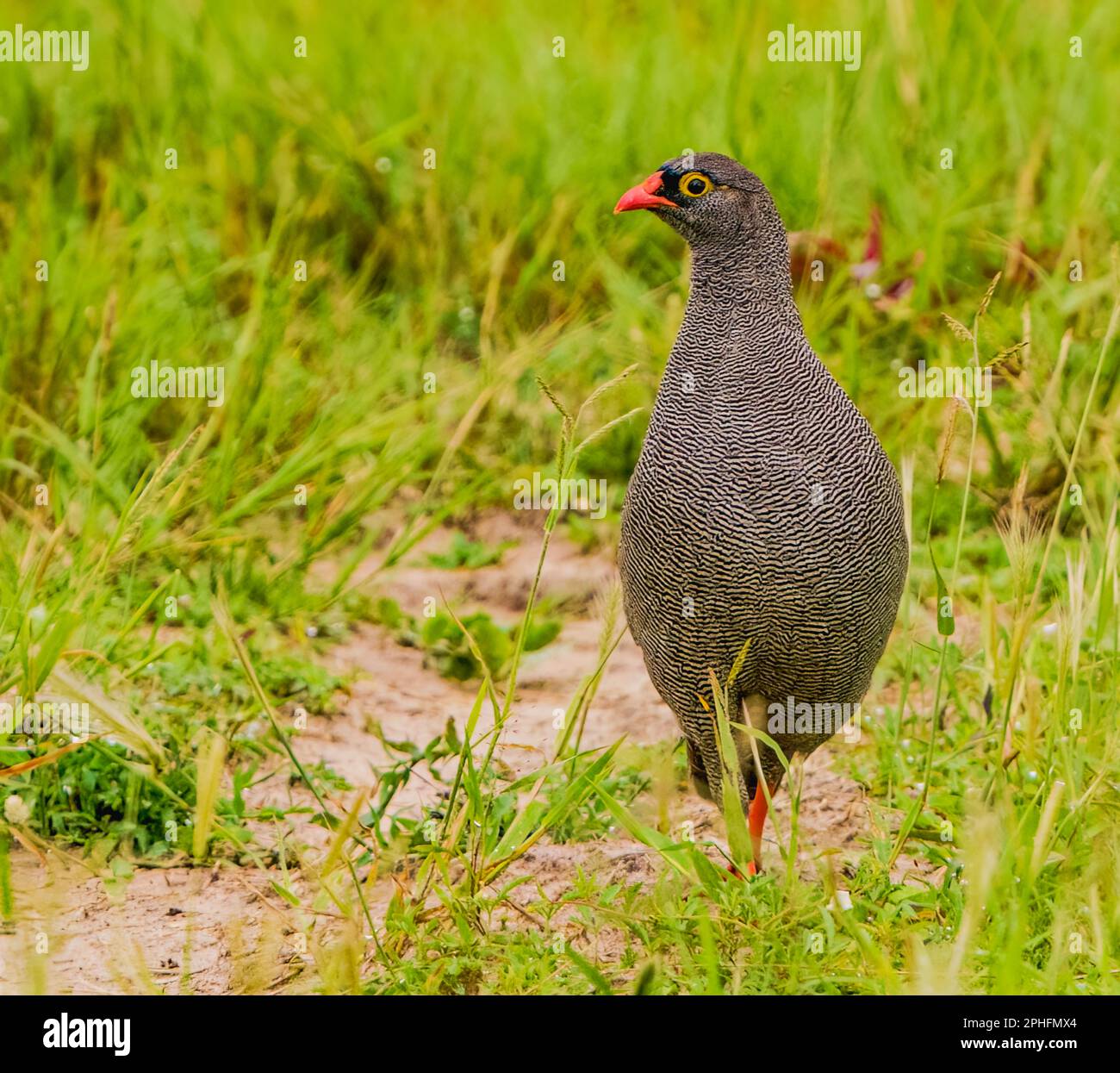 Kaapse fisant hi-res stock photography and images - Alamy