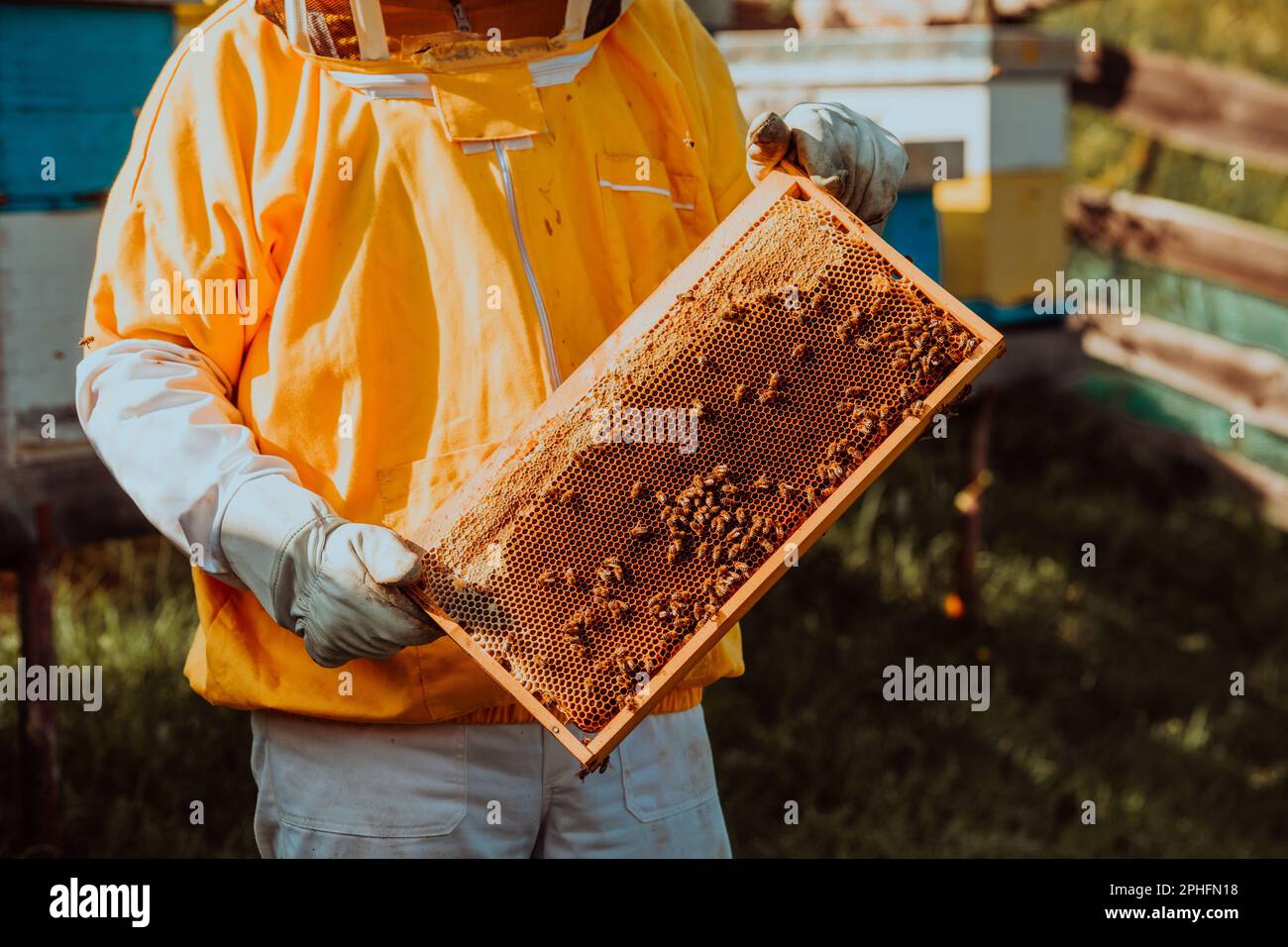 Beekeeper checking honey on the beehive frame in the field. Small ...