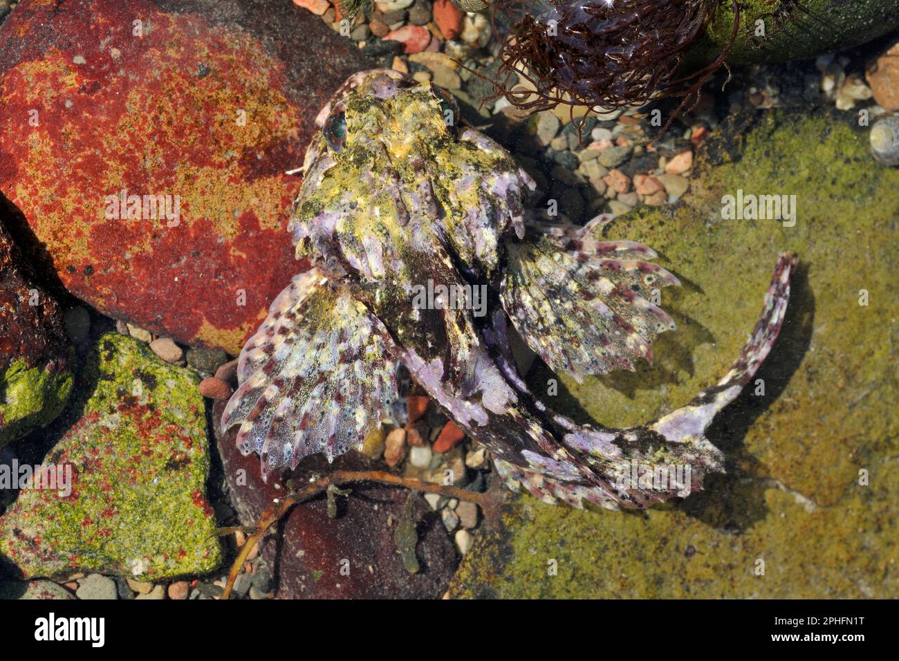 Long-spined sea scorpion (Taurulus bubalis) fish in shallow rockpool ...