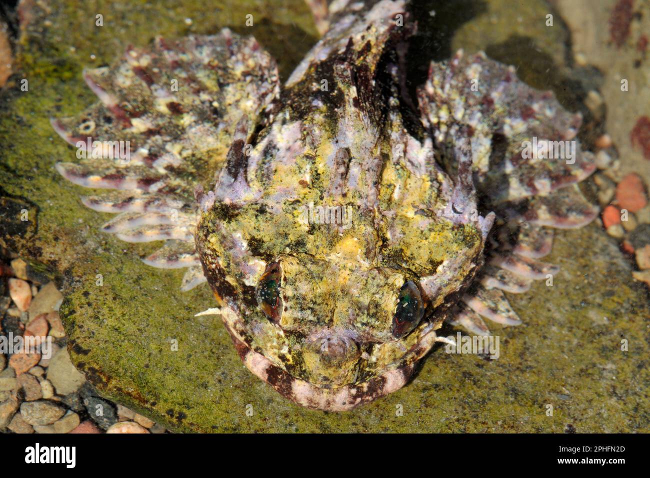 Long-spined sea scorpion (Taurulus bubalis) close-up of head and fins ...