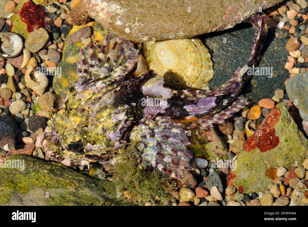 Long-spined sea scorpion (Taurulus bubalis) fish in shallow rockpool ...