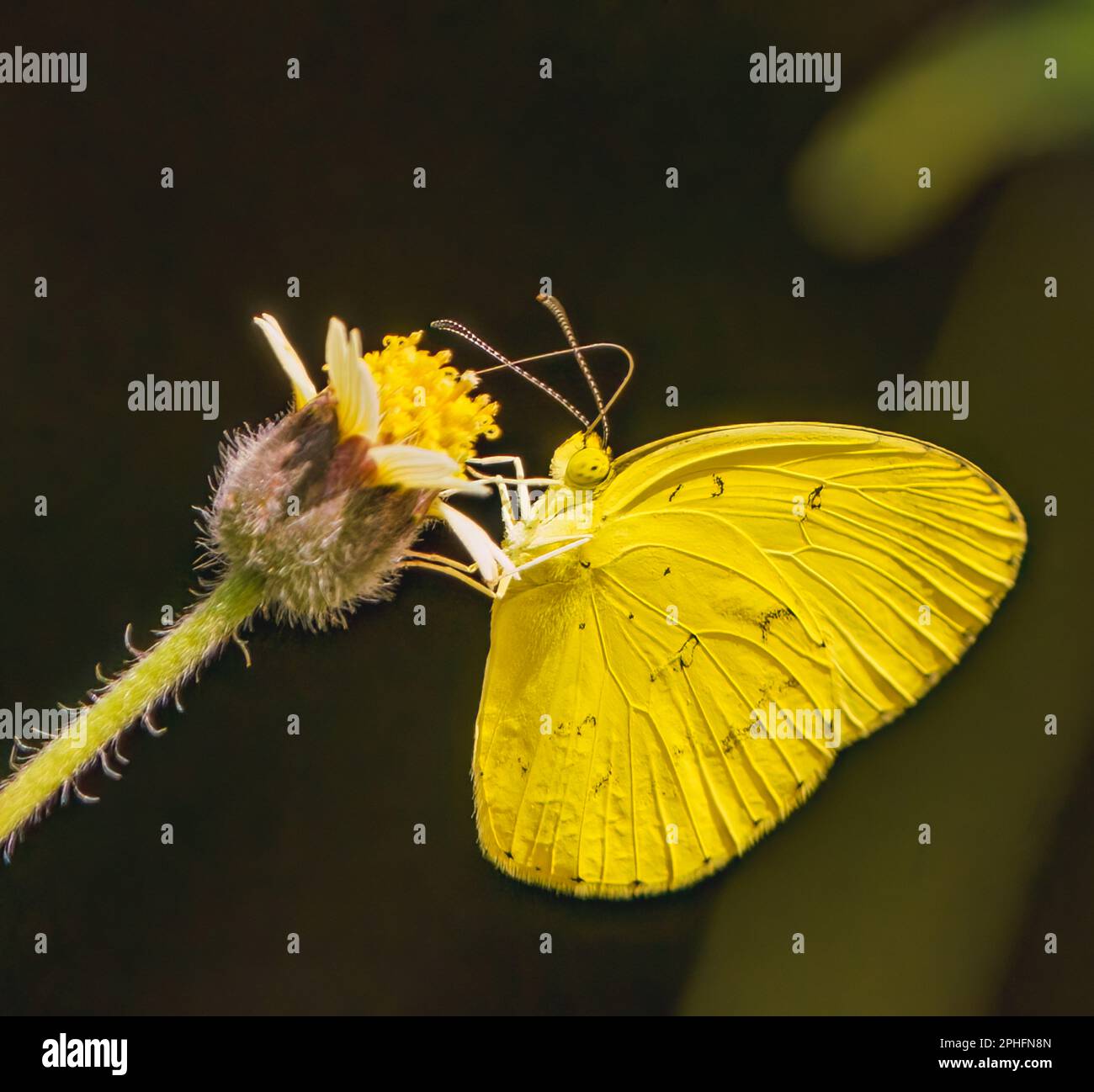 Small Grass Yellow Butterfly Stock Photo - Alamy