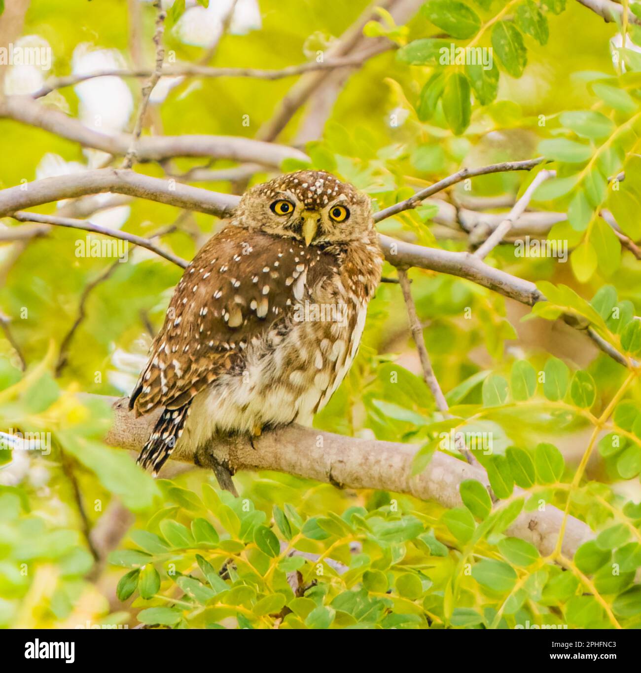 Pearl spotted owlet hi-res stock photography and images - Alamy