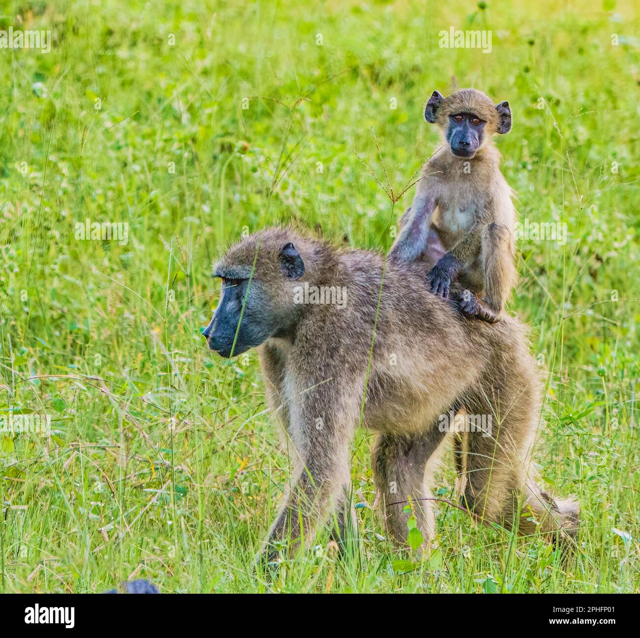 Baboon infant takes a ride on mother Baboon Stock Photo - Alamy