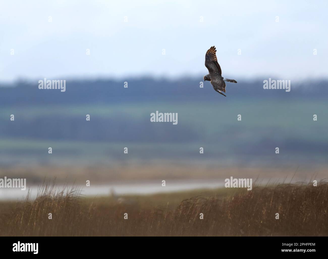 A ringtail Hen Harrier (Circus cyaneus) hunting over saltmarsh on ...
