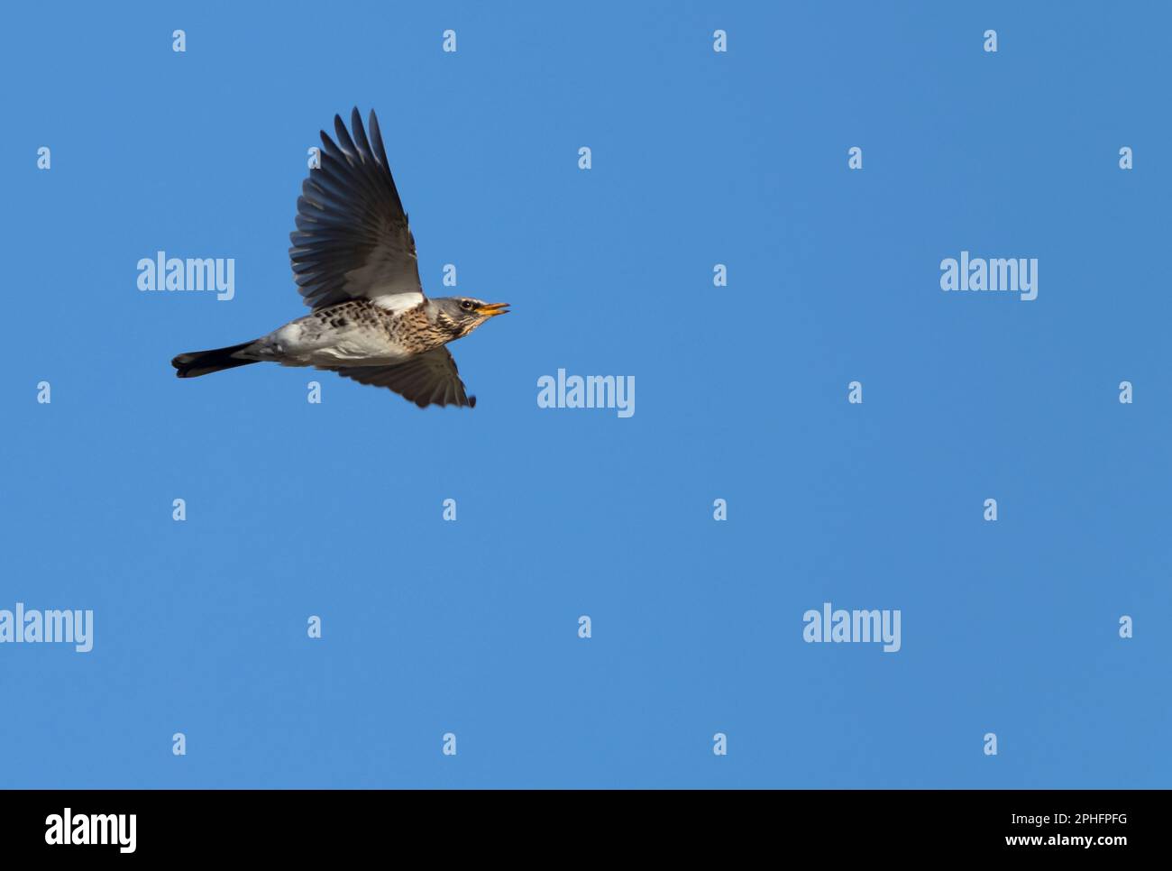 A Fieldfare (Turdus pilaris) in flight against a blue sky, Norfolk ...