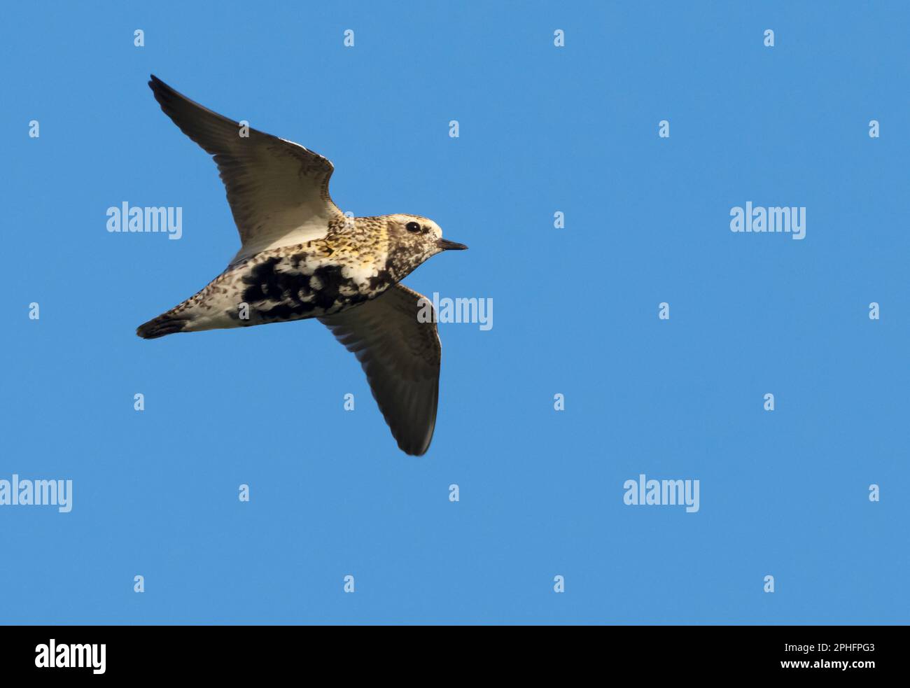 A single Golden Plover (Pluvialis apricaria) in flight against a blue ...
