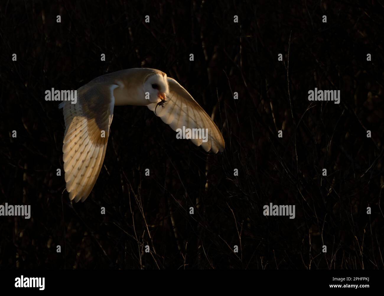 Crested Owl In Flight
