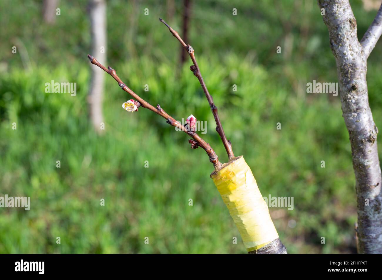 grafted apricot branch blossomed, on a plum tree. Split grafting Stock ...