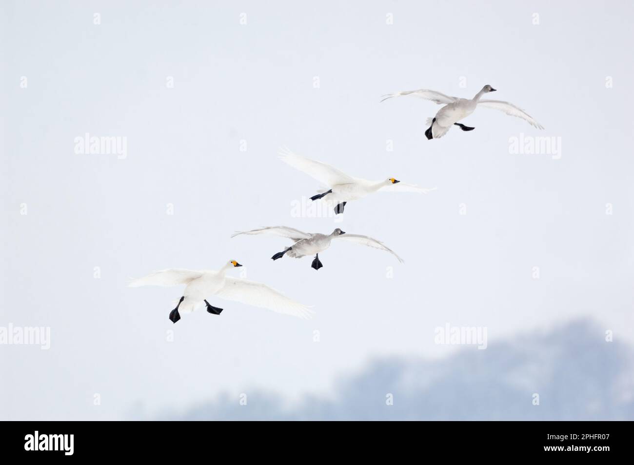 incoming... Little swans ( Cygnus bewickii ), in flight, whole family ...