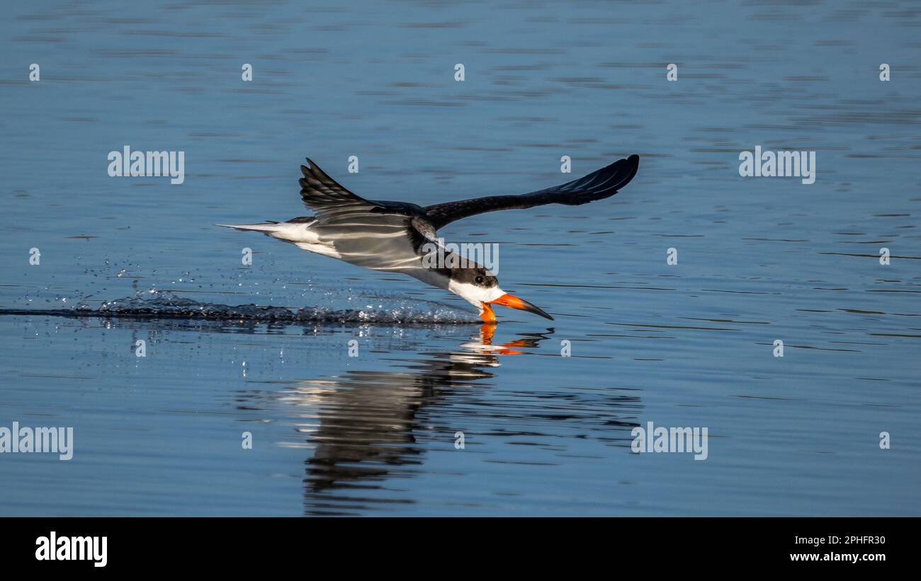 A Black Skimmer flying close to water in an attempt to catch fish in ...