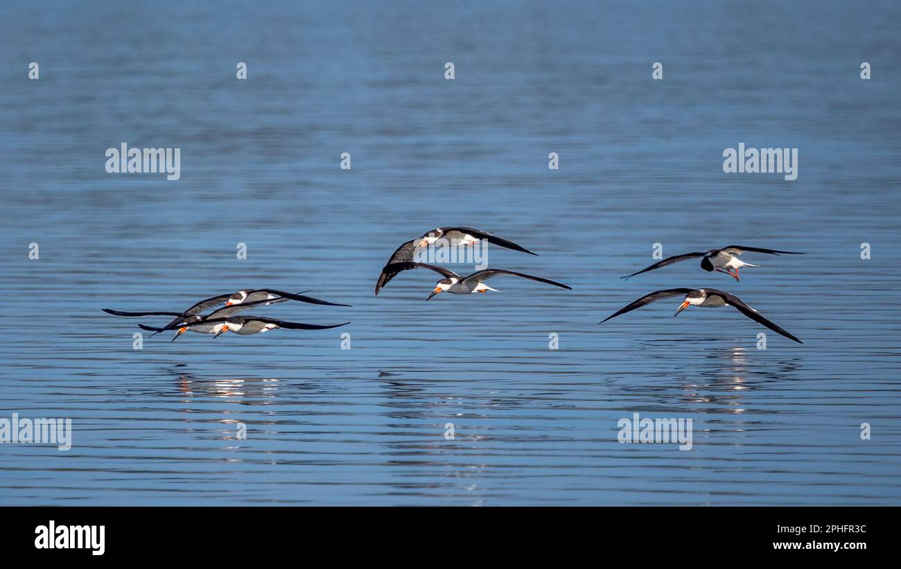 A flock of Black Skimmers flying over Myakka Lake in Myakka River State ...