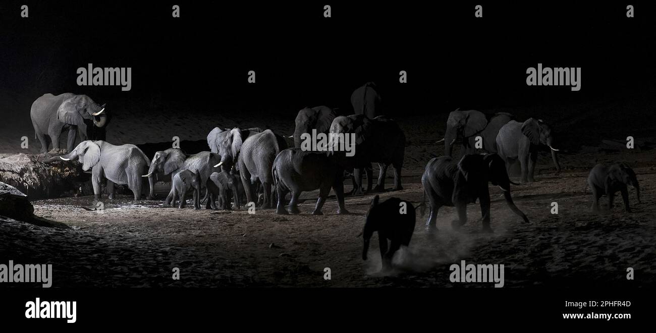 A whole herd. Botswana: THE SECRET thrills and spills of an elephant ...