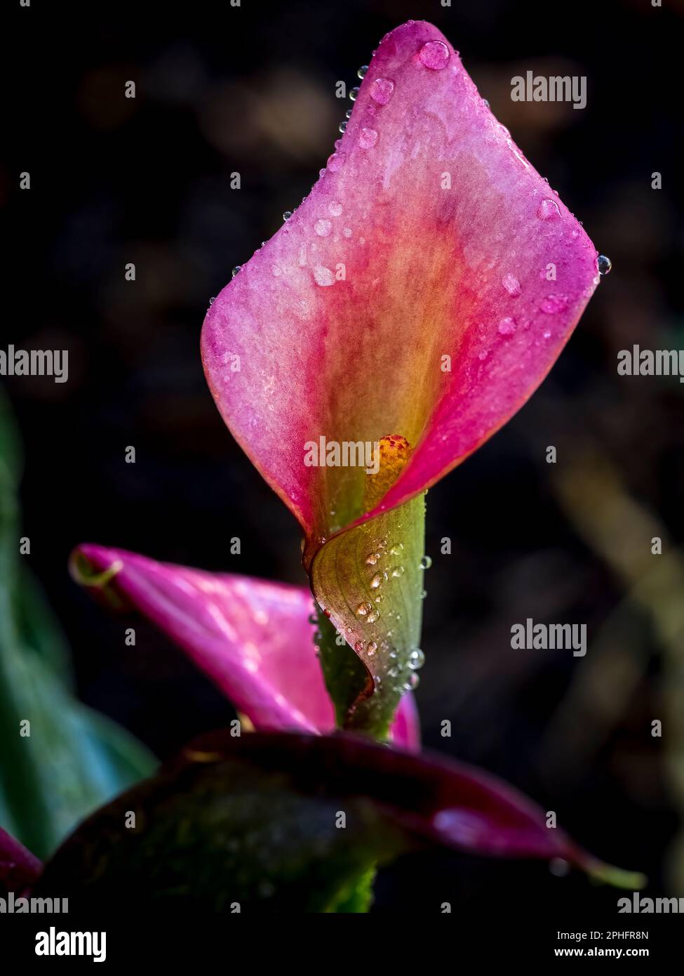 Close up of a pink calla lily (Zantedeschia aethiopica) also known as a ...